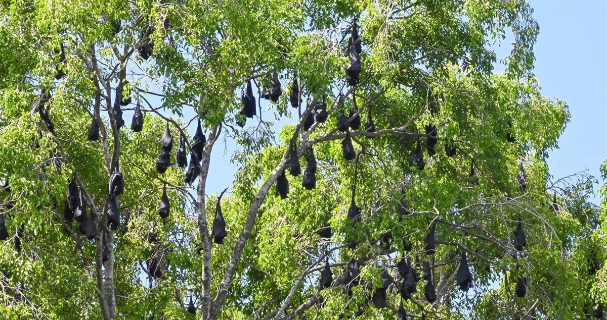 Safe Relocation of Lissner Park Flying-Foxes to Commence | Charters ...